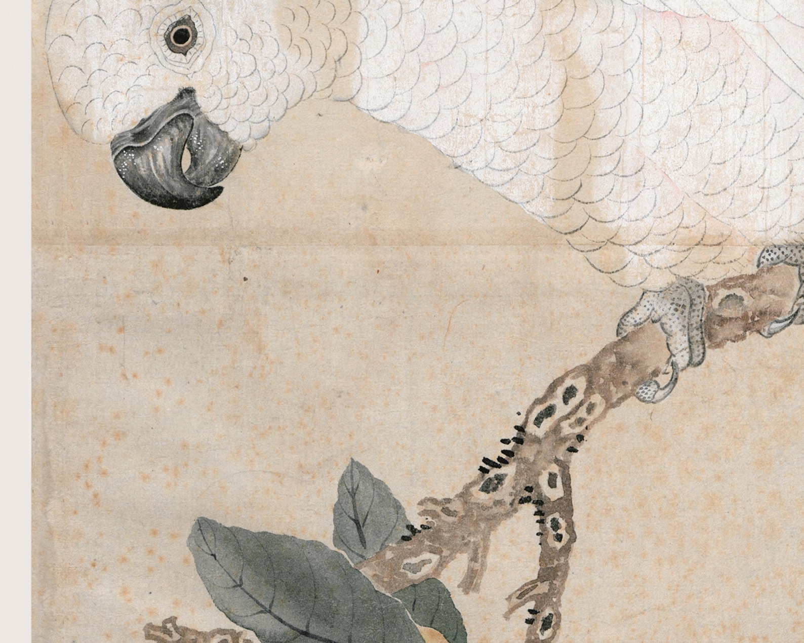 Set of Two Japanese Parrot Art Prints / Vintage Art / | Etsy