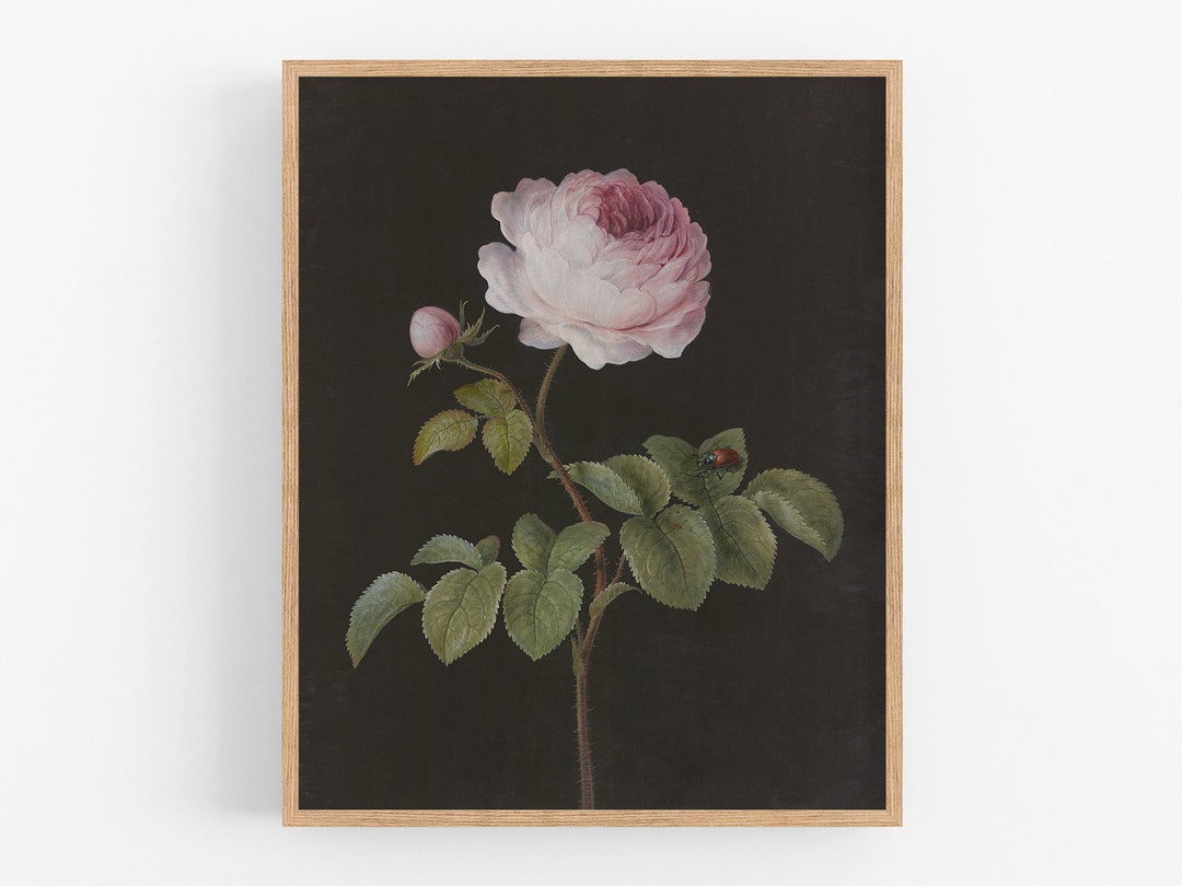 Rosa - Pink Rose Art Print / Vintage Art / Vintage Flower Art / Flower ...