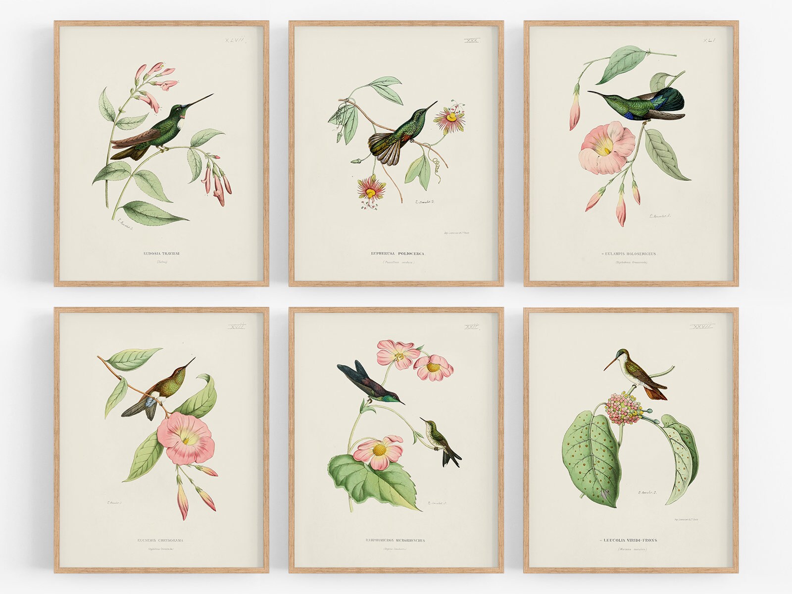 Giclée Botanical Art Hummingbird print Bird Print Nursery Art ...