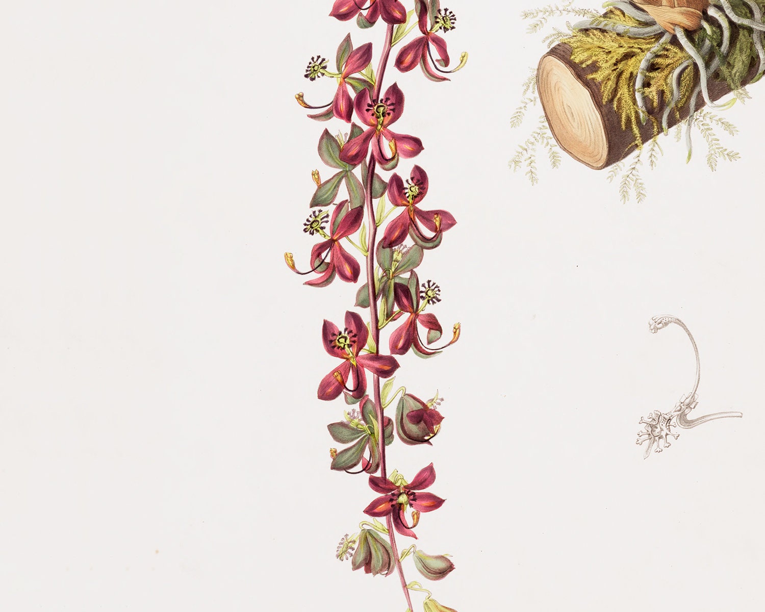 Red Orchid Flower Botanical Print / Vintage Print / Botanical - Etsy