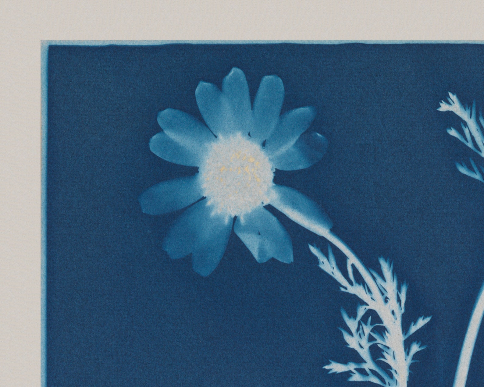 Set of Two Cyanotype Flower Botanical Art Prints / Vintage - Etsy