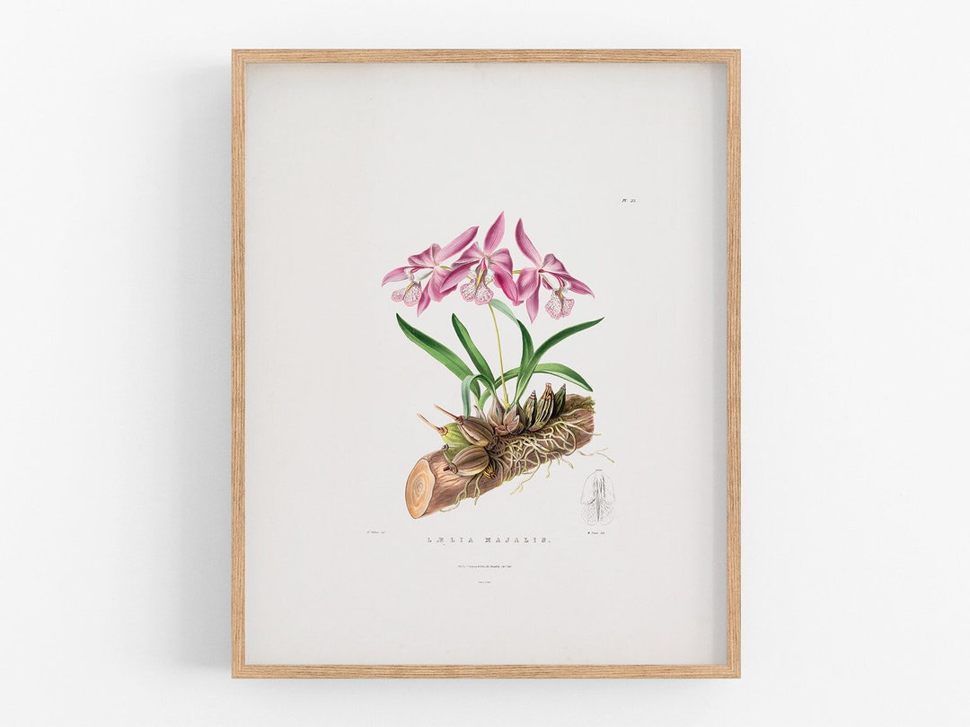 Pink Orchid Flower Botanical Print / Vintage Print / Botanical - Etsy