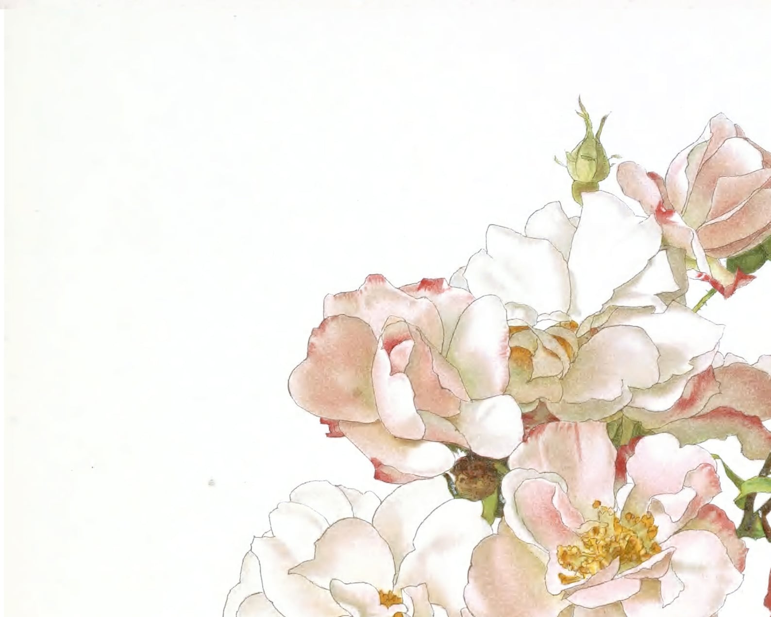 Set of Two Pink Rose Flower Botanical Art Prints / Vintage - Etsy