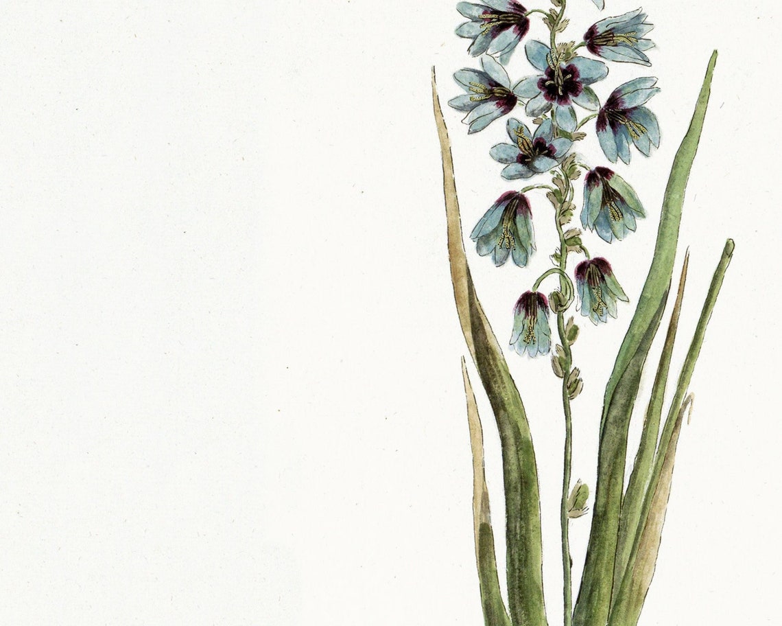 Ixia Flower Botanical Print / Vintage Print / Botanical Print - Etsy