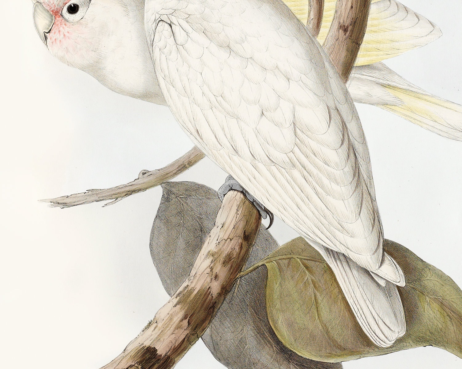 Set of Two White Parrot Art Prints / Vintage Bird Print / - Etsy