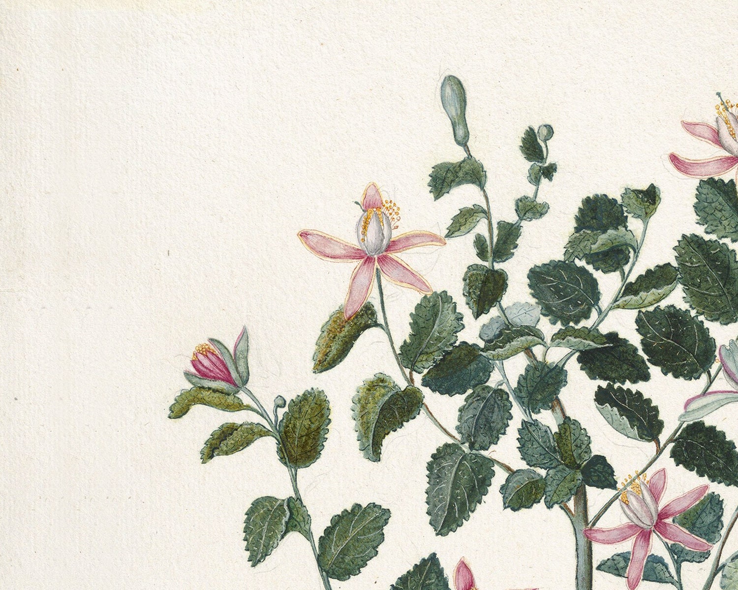 Pink Flower Botanical Art Print / Botanical Art / Flower Art / | Etsy