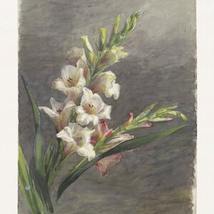 Gladiolus Flower Botanical Art Print / Vintage Art / Watercolor Art ...