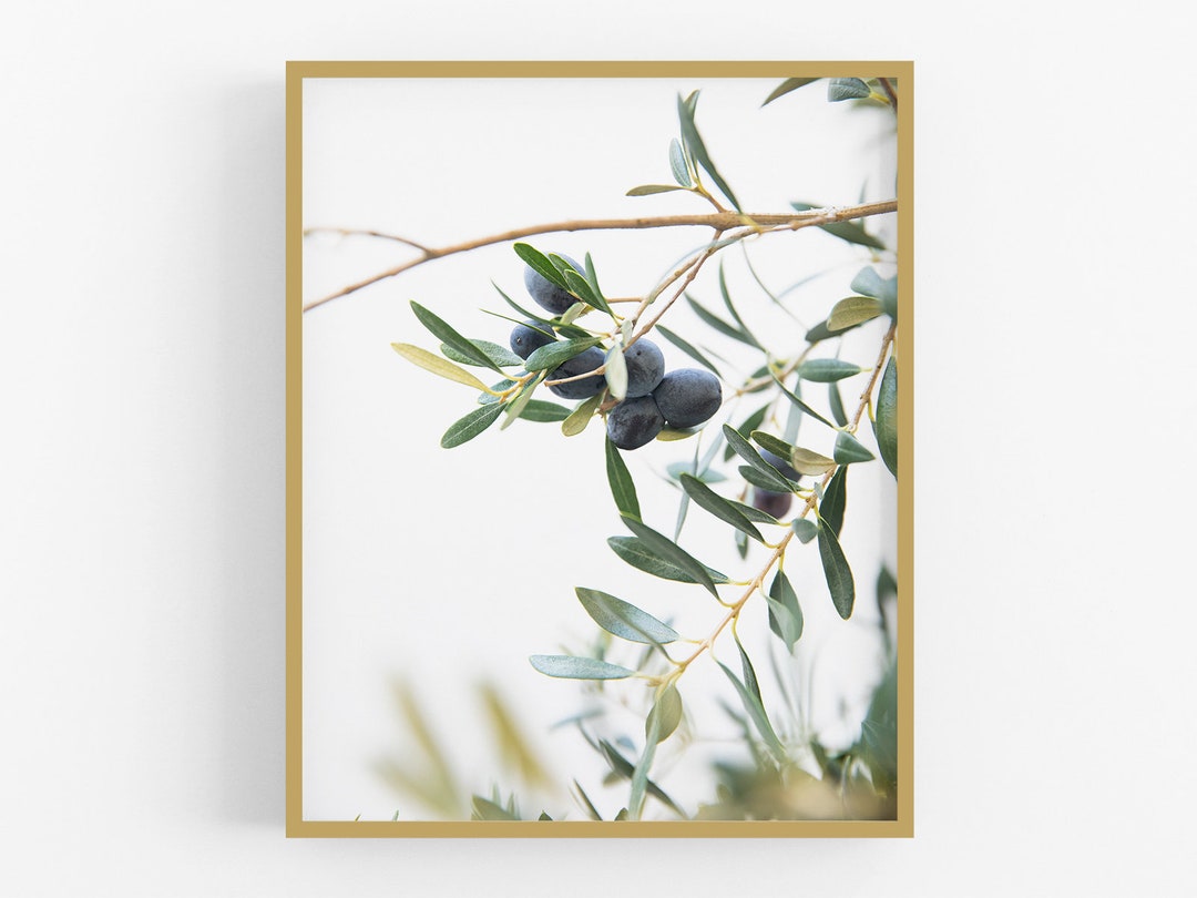 Olive Branch Photo #1 / Olive Photo / Gallery Wall Photography / Fruit ...