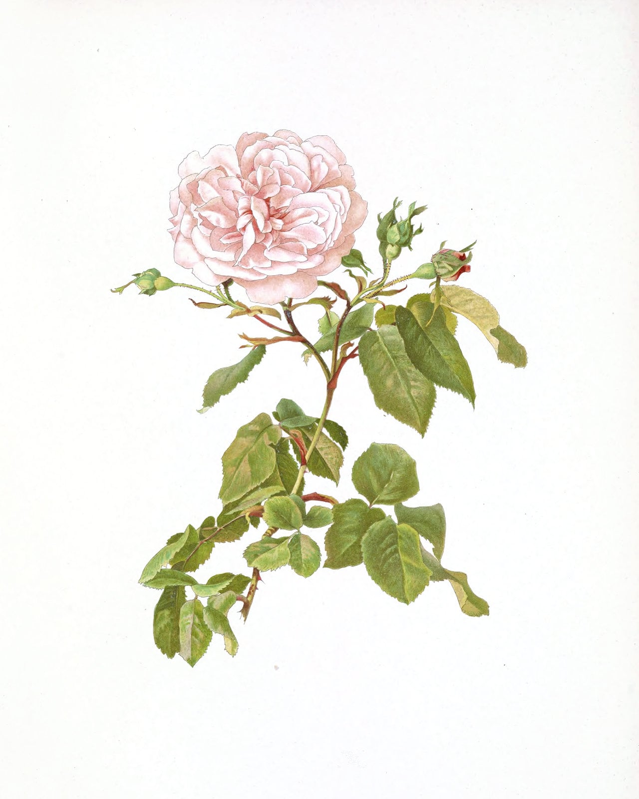 Set of Two Pink Rose Flower Botanical Art Prints / Vintage - Etsy