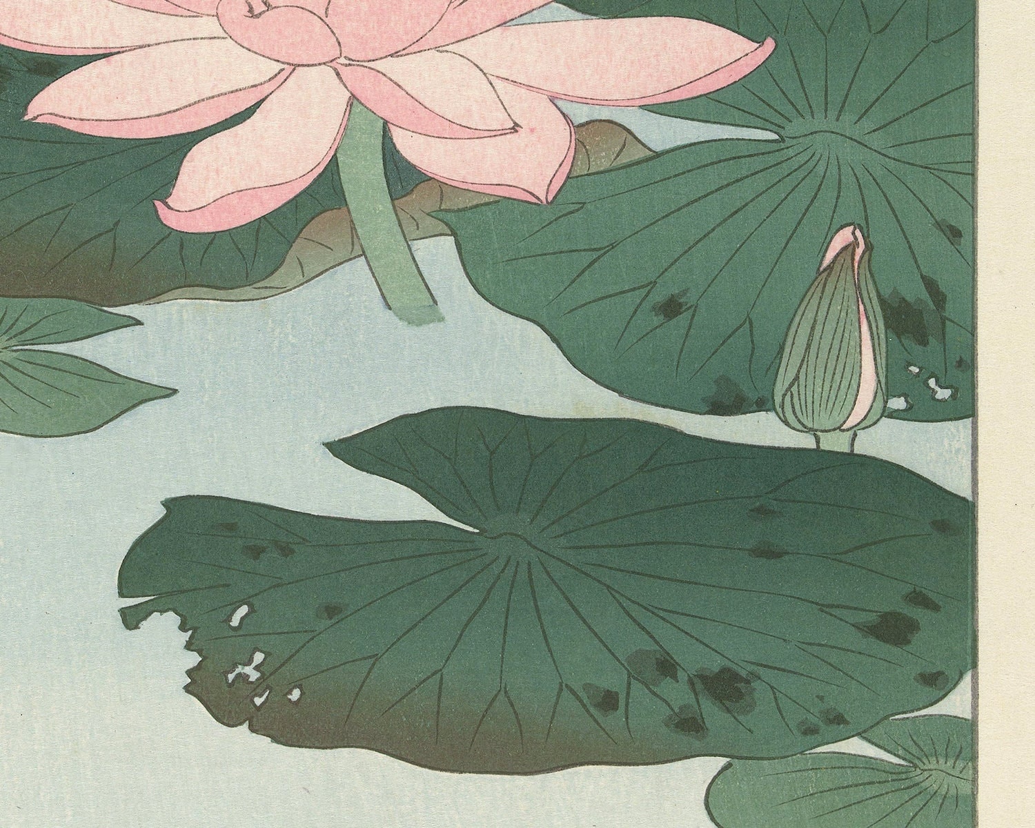 Japanese Water Lily Flowers Botanical Art Print / Vintage Art - Etsy