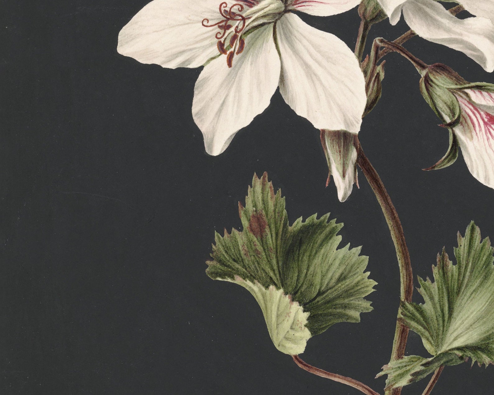 Set of Two Pink Flower Botanical Prints / Vintage Art / | Etsy