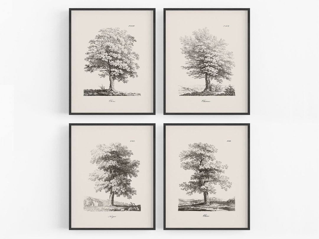 Set of Four Studies of Trees Art Prints / Farmhouse Style / Tree Art ...