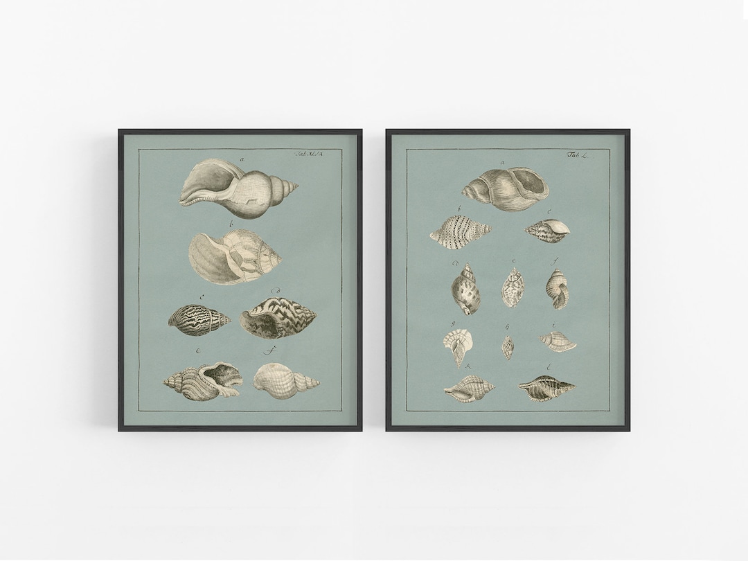 Seashells on Blue Beach Coastal Decor Art Prints - Set of Two - Etsy