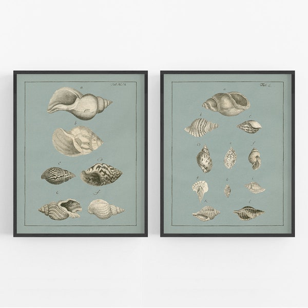 Seashell Art - Etsy