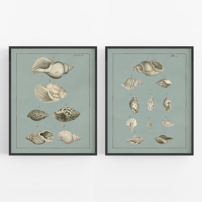Shell Art Print - Etsy