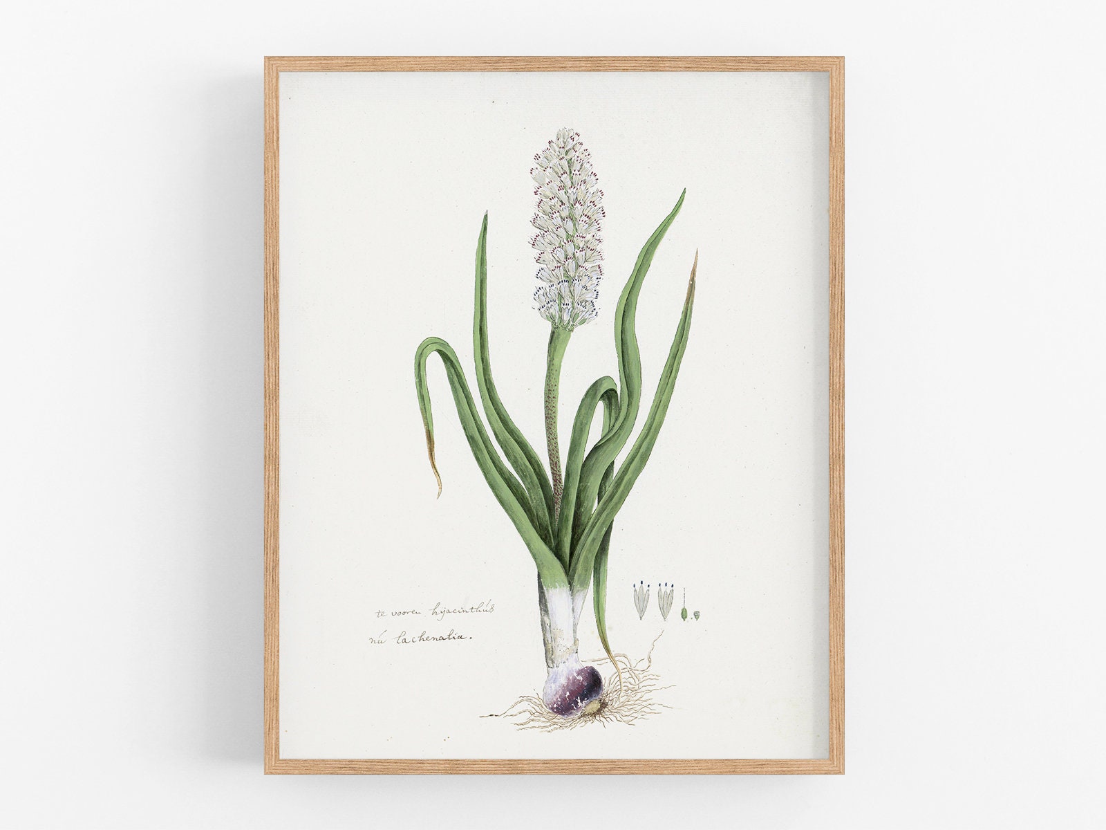 Hyacinth Flower Botanical Print / Vintage Print / Botanical | Etsy