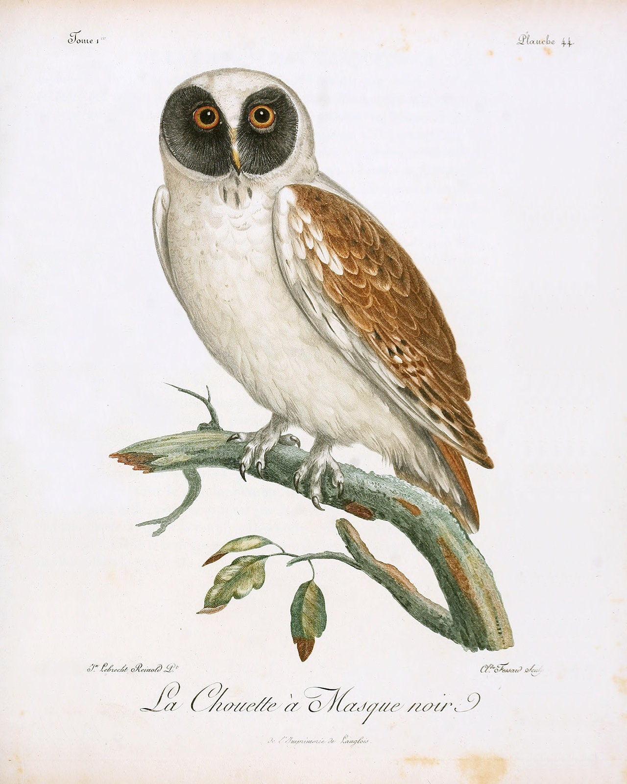 Vintage Owl Art Prints