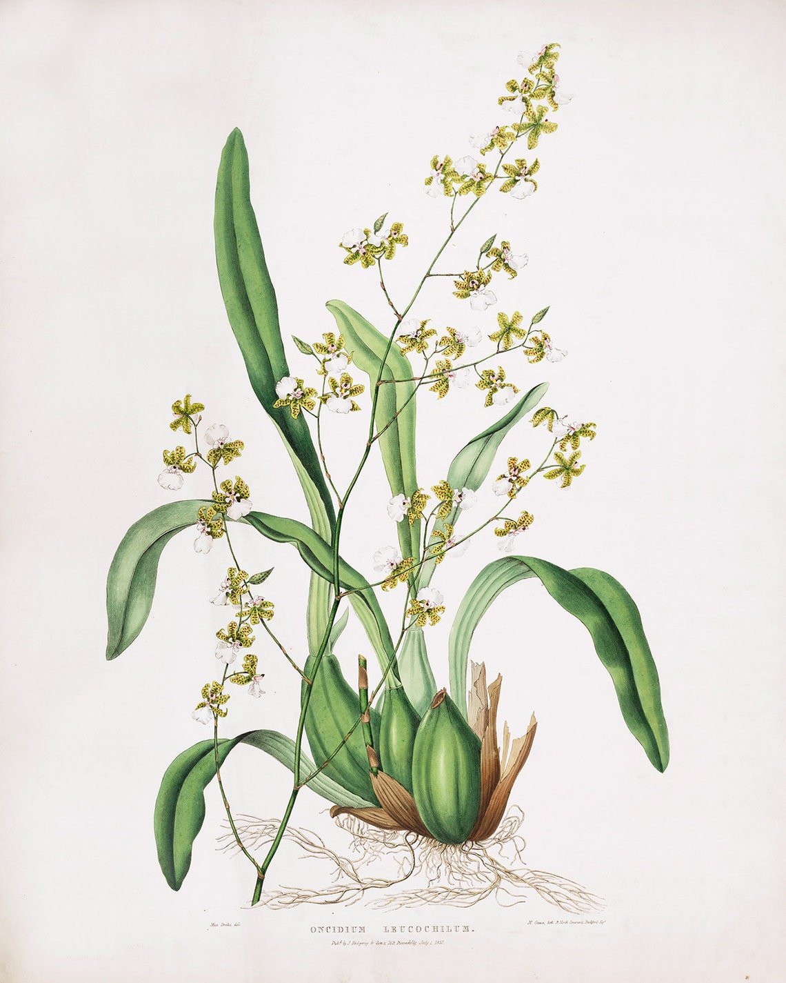 Set of Four Orchid Flower Botanical Prints / Vintage Print / | Etsy