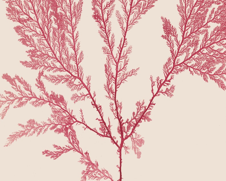 Pressed Seaweed Coastal Beach Decor Art Prints - Set of Three - Etsy