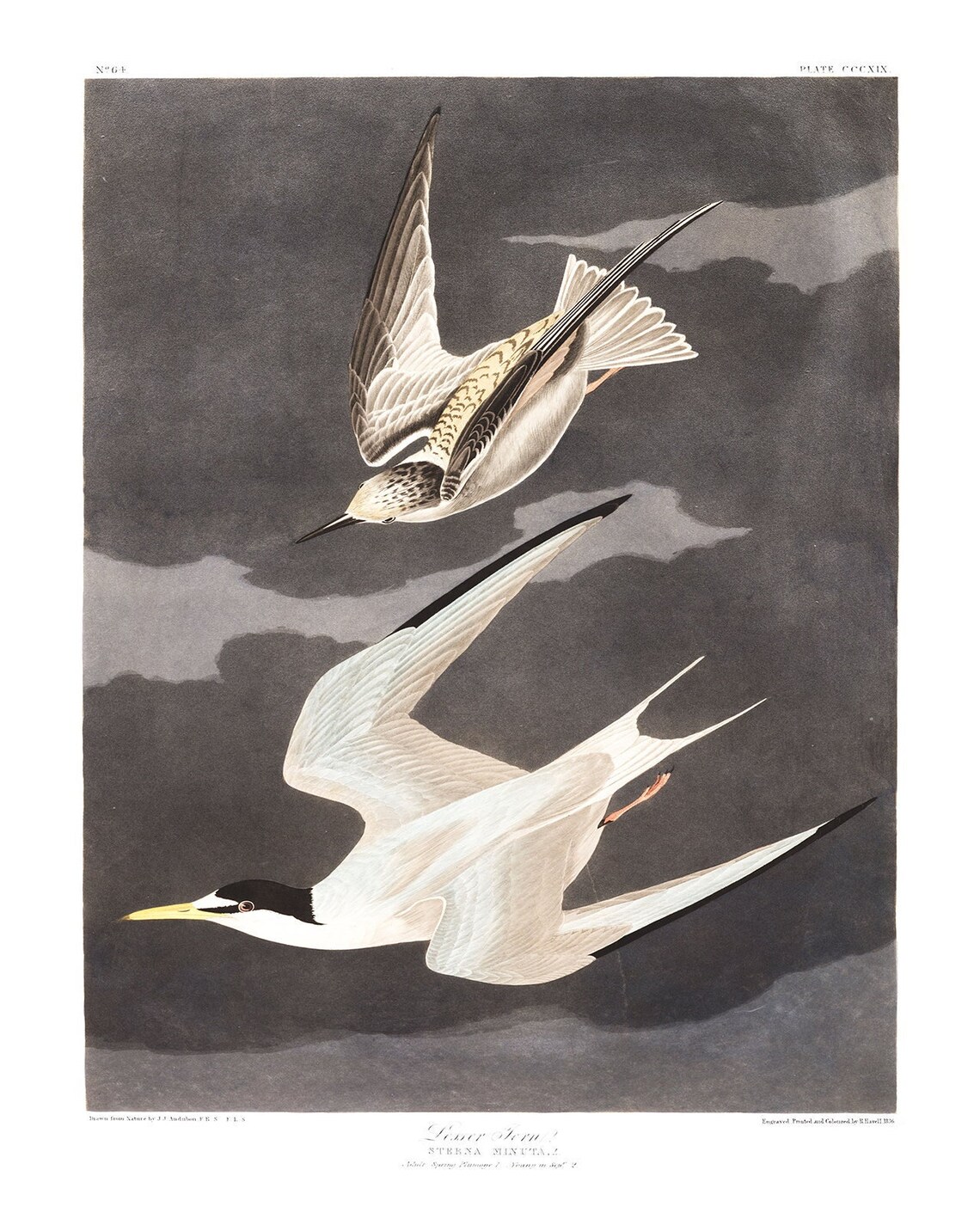 Audubon Lesser Tern Art Print / Bird Art / Vintage Bird Art / - Etsy