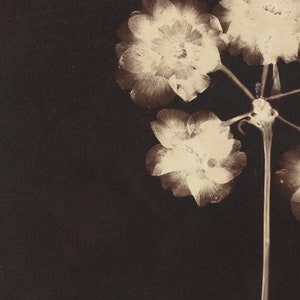 Botanical Flower Photogram, Modern Decor Art Print #1 - Etsy