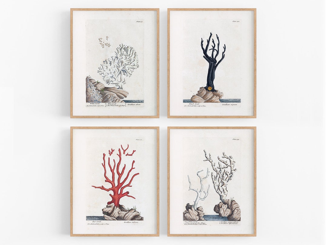 Set of Four Coral Prints / Botanical Print / Art Print / Seaside Art ...