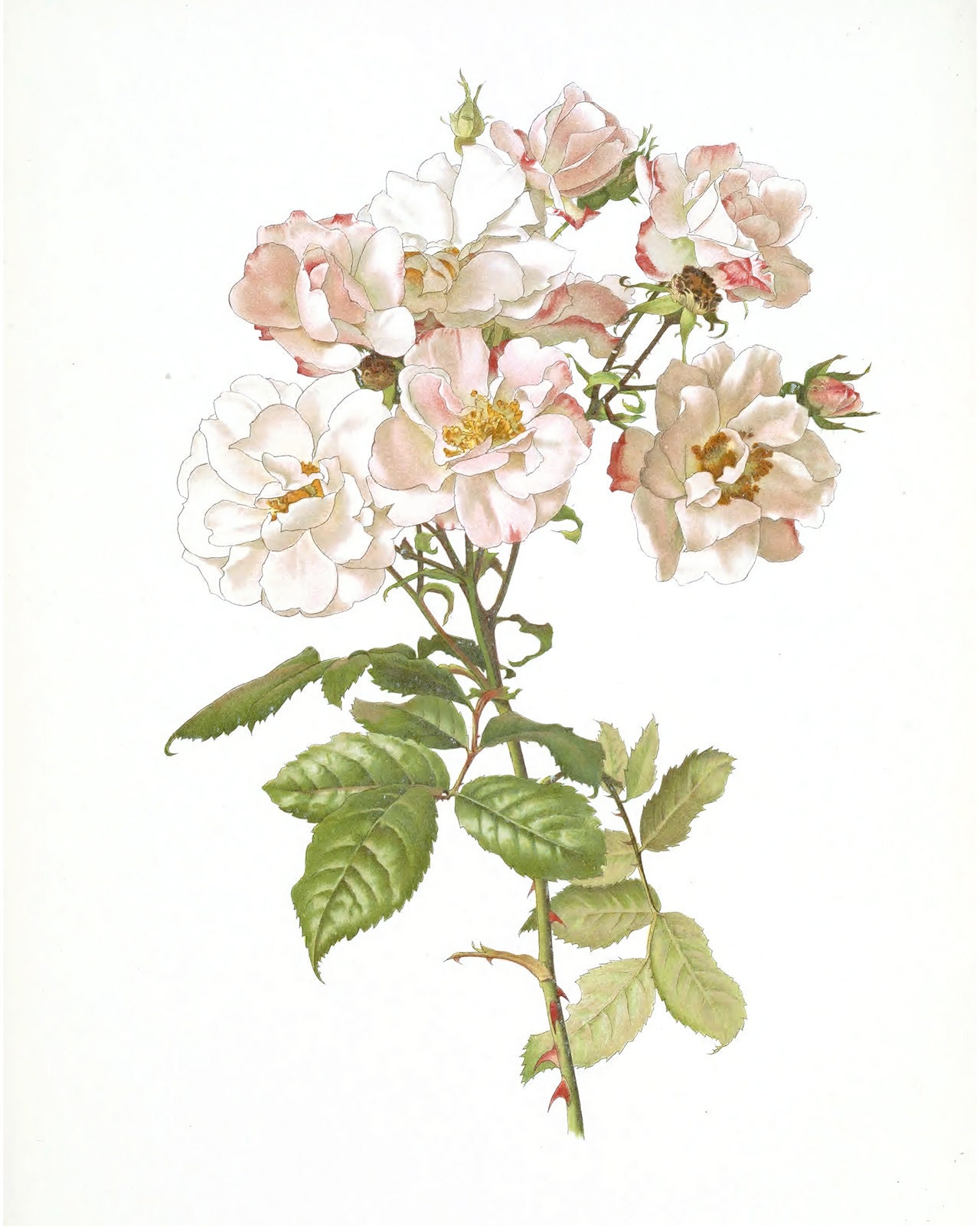 Set of Two Pink Rose Flower Botanical Art Prints / Vintage - Etsy