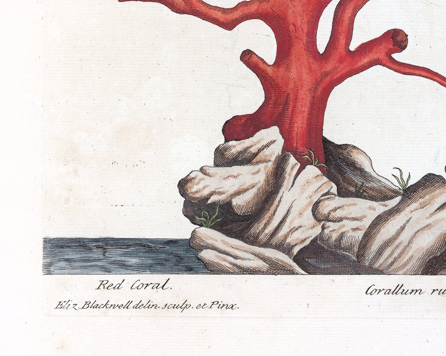 Red Coral Art Print / Botanical Print / Art Print / Seaside - Etsy