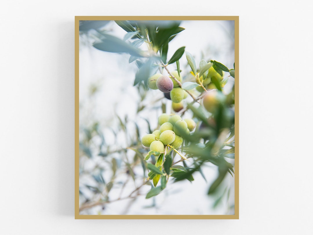 Olive Branch Photo #3 / Olive Photo / Gallery Wall Photography / Fruit ...