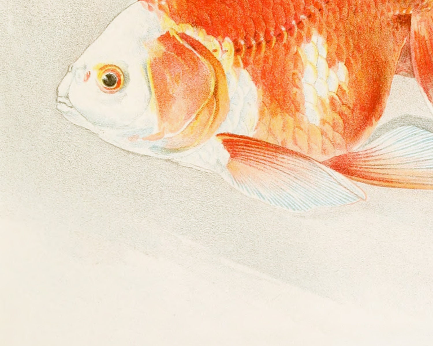 Set of Two Koi Fish Art Prints / Vintage Art / Botanical Art / - Etsy