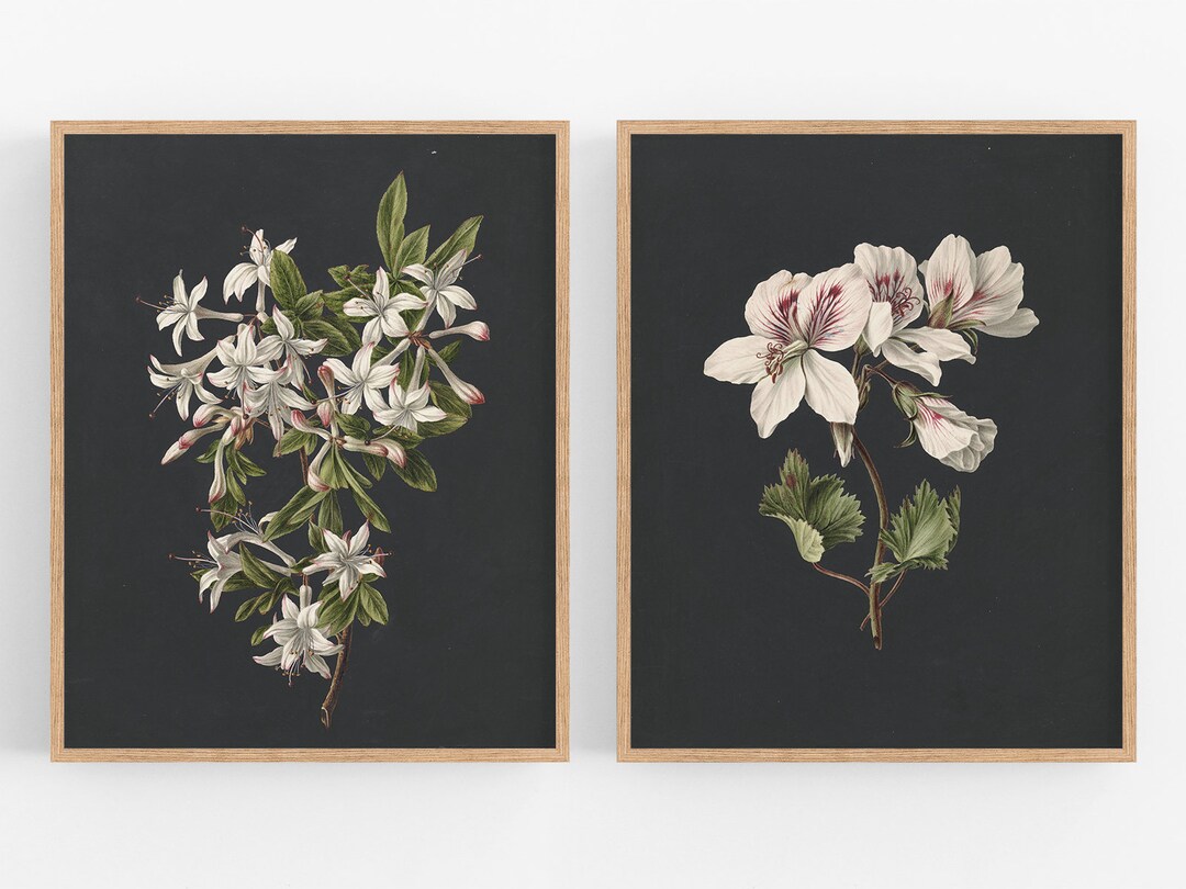 Set of Two Pink Flower Botanical Prints / Vintage Art / Botanical Print ...