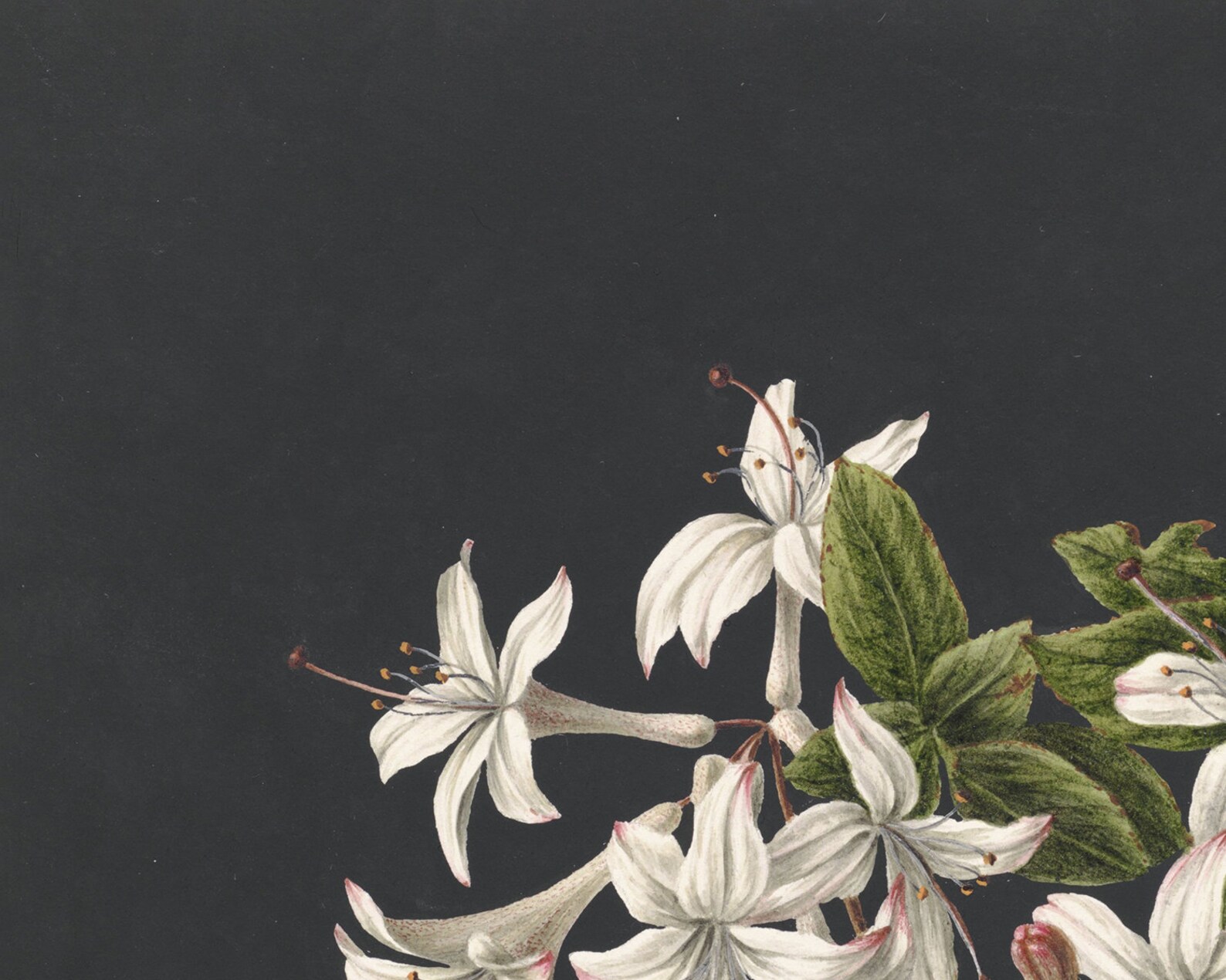 Set of Two Pink Flower Botanical Prints / Vintage Art / | Etsy