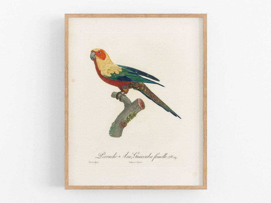 Parrot Art Print / Bird Print / Bird Print / Bird Art / Botanical Art ...