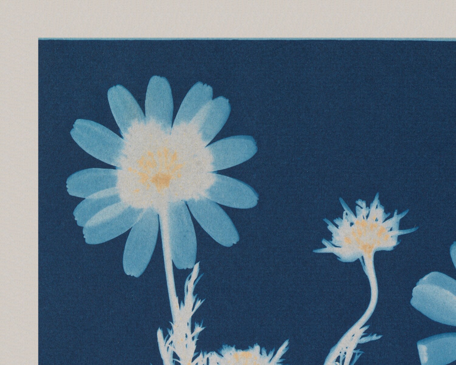 Set of Two Cyanotype Flower Botanical Art Prints / Vintage - Etsy