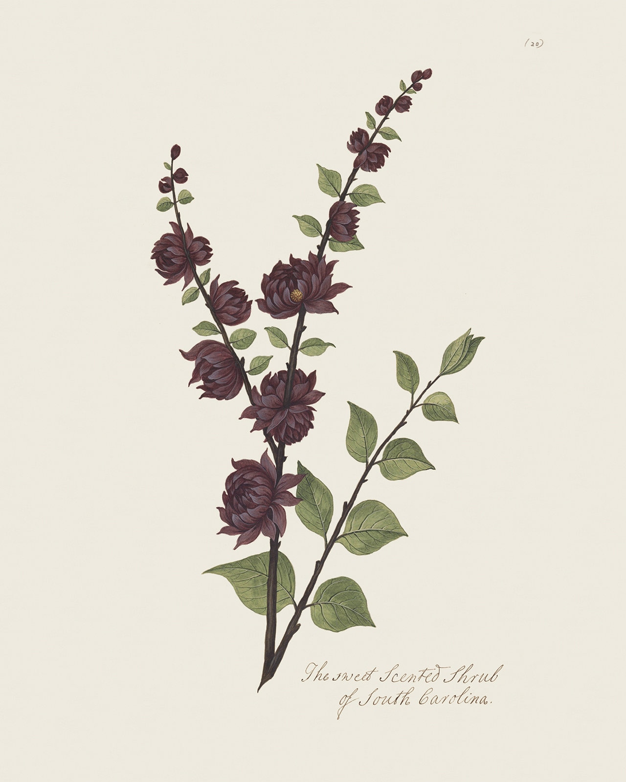 Carolina Allspice Flower Botanical Art Print / Flower Drawing | Etsy