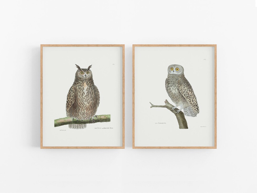 French Owl Avian Art Prints - Set of Two - Etsy