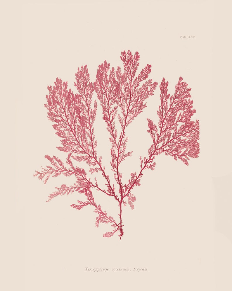 Pressed Seaweed Coastal Beach Decor Art Prints - Set of Three - Etsy