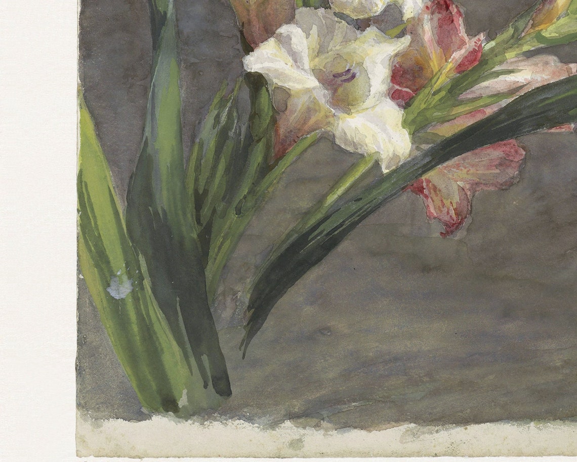 Gladiolus Flower Botanical Art Print / Vintage Art / - Etsy