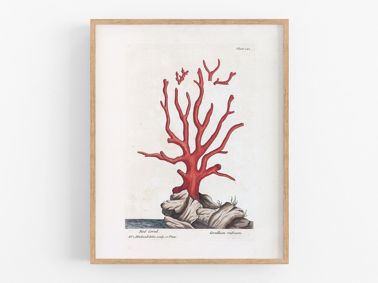 Red Coral Art Print / Botanical Print / Art Print / Seaside - Etsy