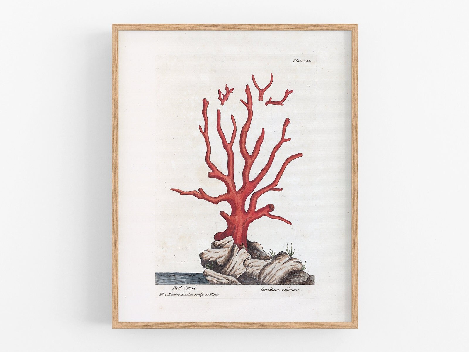 Red Coral Art Print / Botanical Print / Art Print / Seaside - Etsy