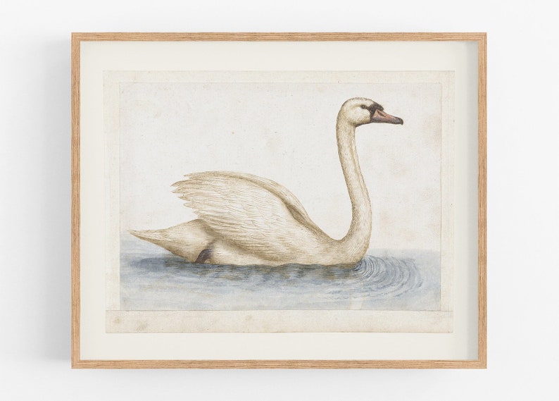 Swan Art Print / Art Print / Vintage Bird Print / Wall Decor / | Etsy