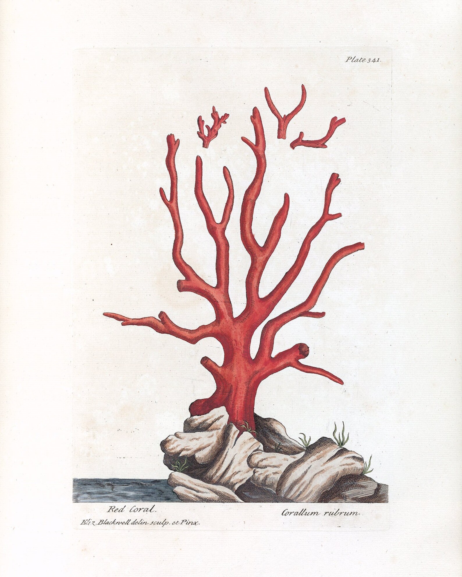 Red Coral Art Print / Botanical Print / Art Print / Seaside - Etsy