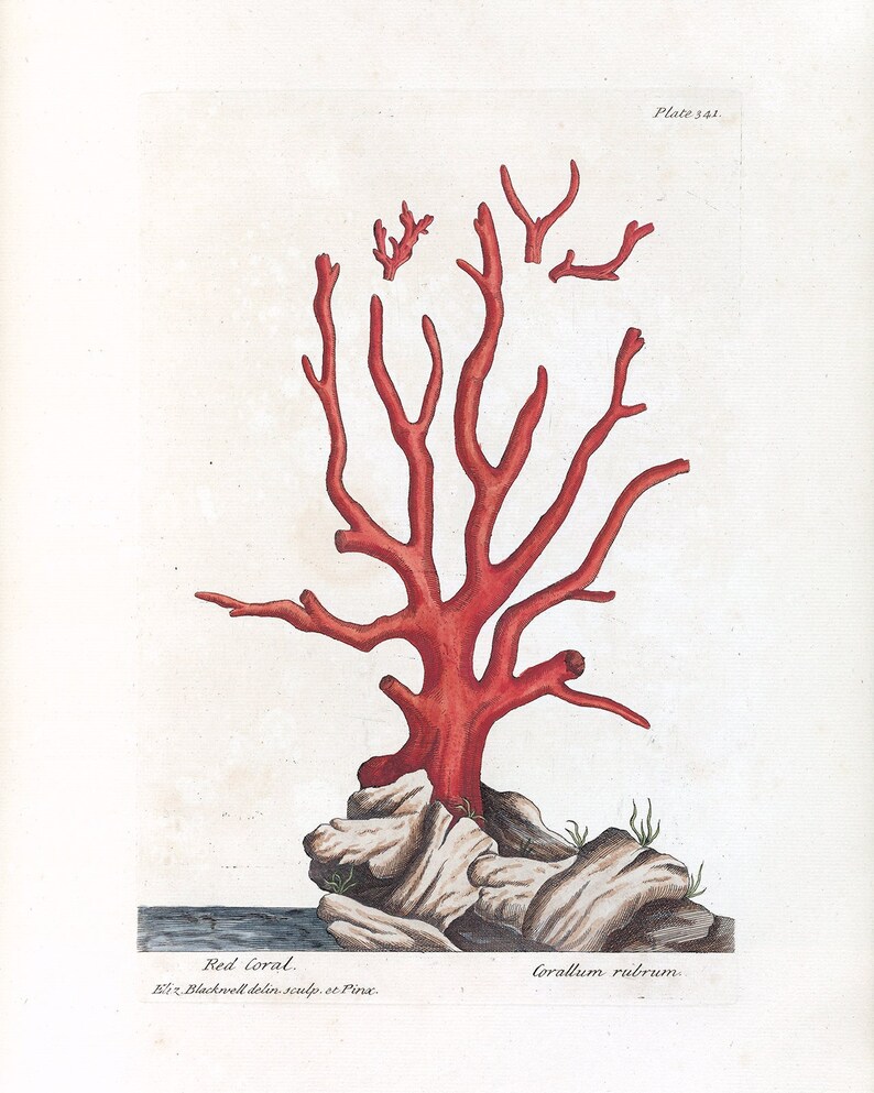 Red Coral Art Print / Botanical Print / Art Print / Seaside - Etsy