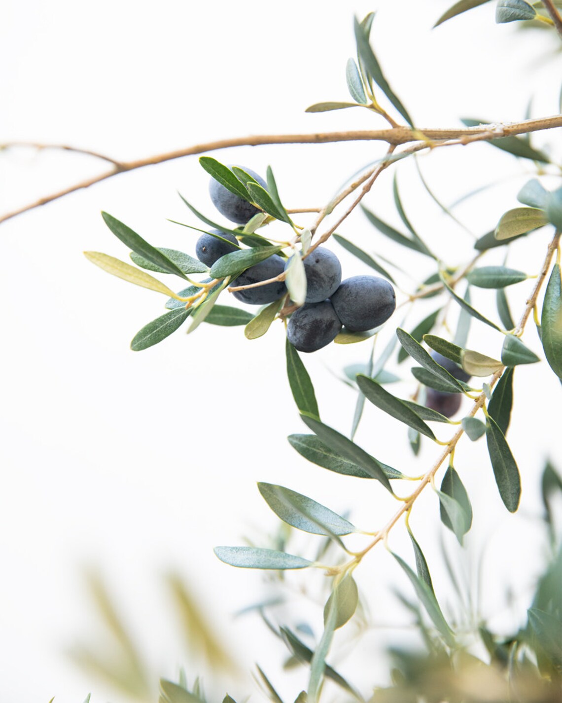 Olive Branch Photo 1 / Olive Photo / Gallery Wall Photography - Etsy