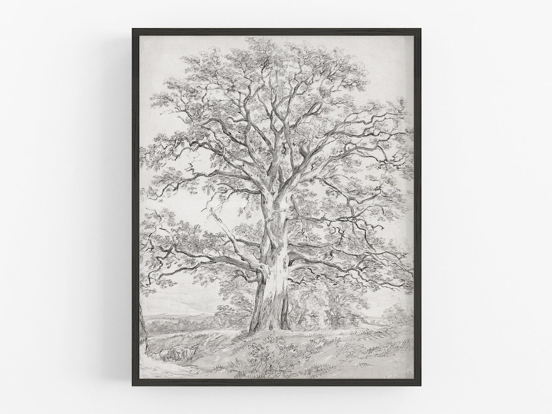 Great Oak Tree B&W Drawing Art Print - Etsy