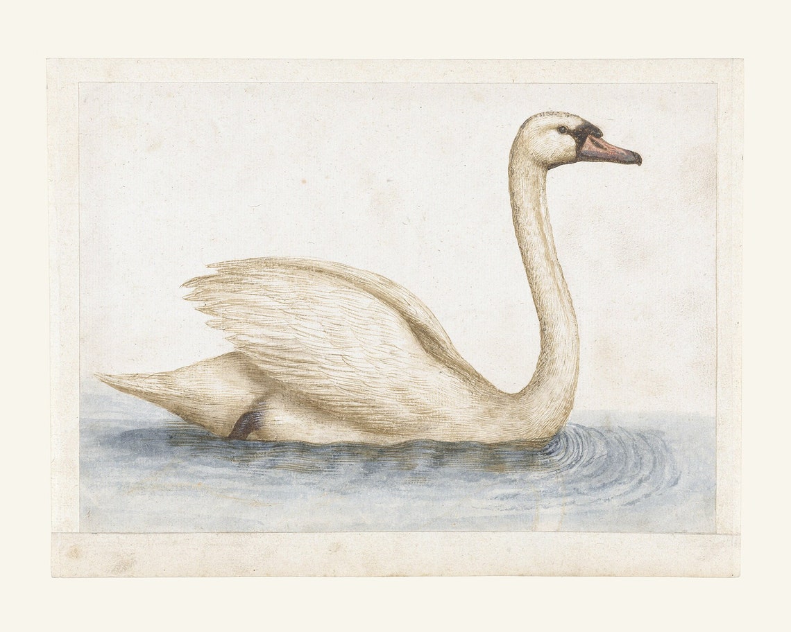 Swan Art Print / Art Print / Vintage Bird Print / Wall Decor / | Etsy