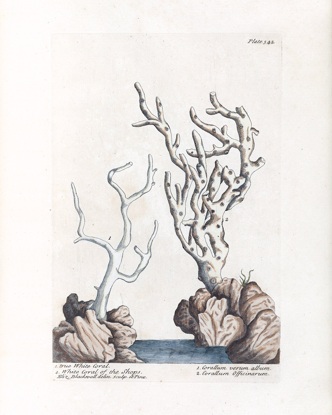 Set of Four Coral Prints / Botanical Print / Art Print / | Etsy