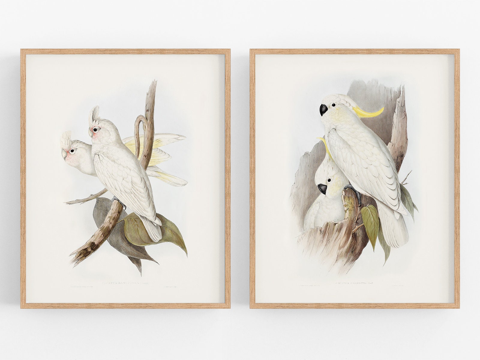 Set of Two White Parrot Art Prints / Vintage Bird Print / | Etsy