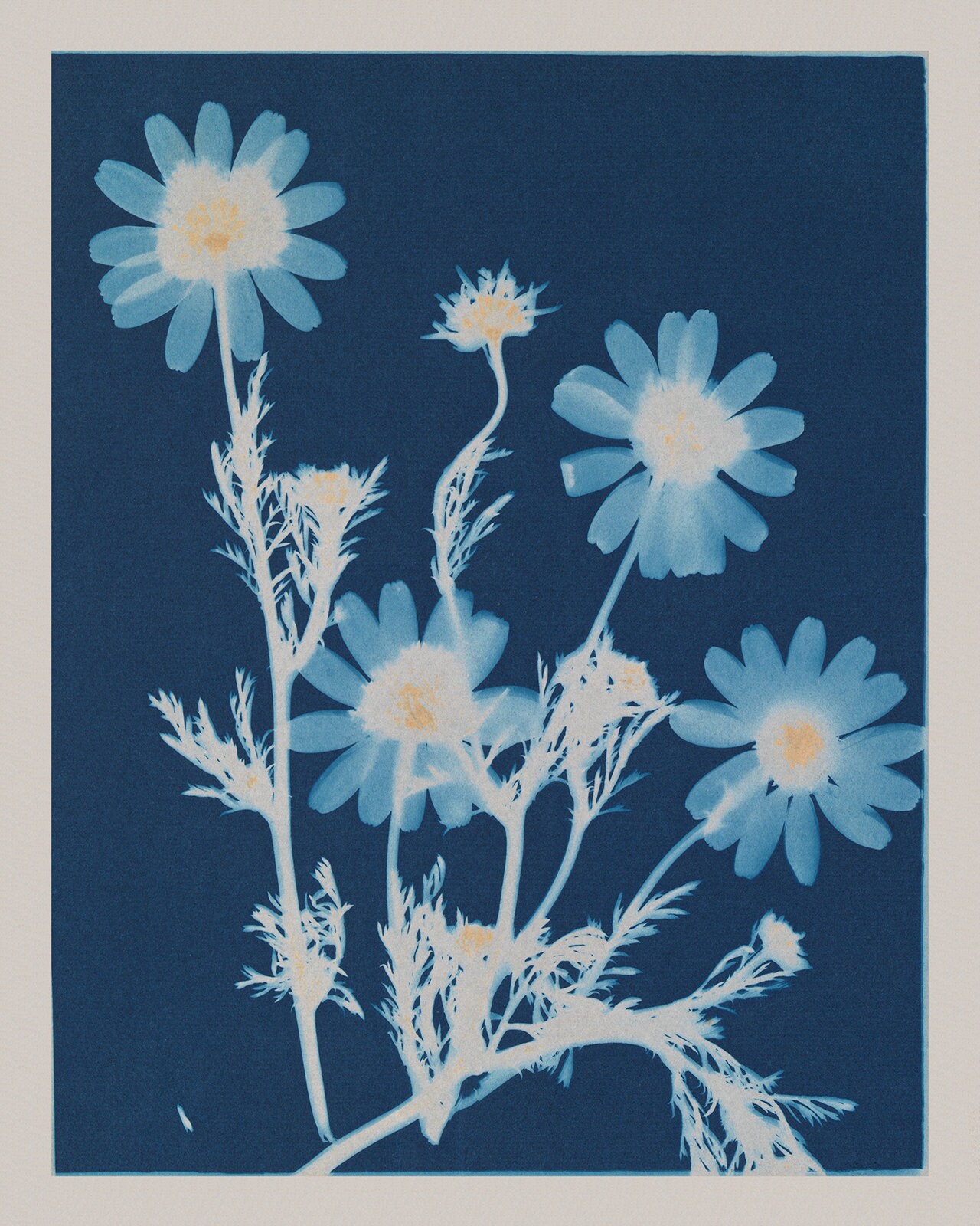 Set of Two Cyanotype Flower Botanical Art Prints / Vintage | Etsy