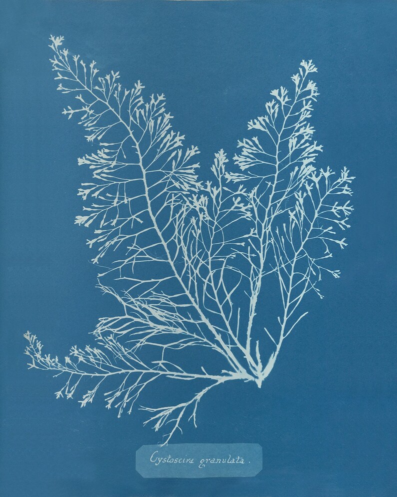 Botanical Ocean Art Print / Botanical Print / Art Print / - Etsy